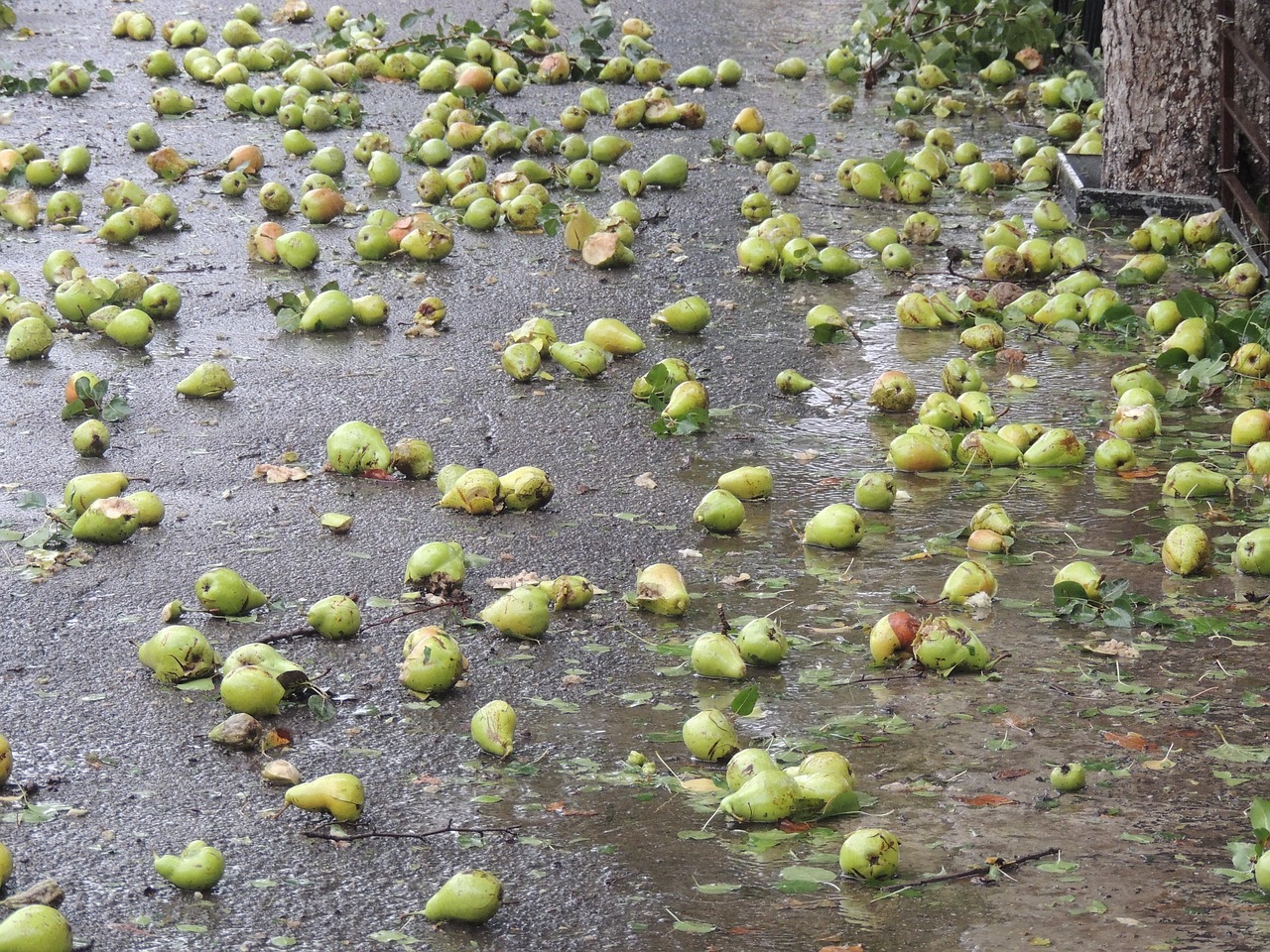 Pears Fall Fruit - Free photo on Pixabay - Pixabay