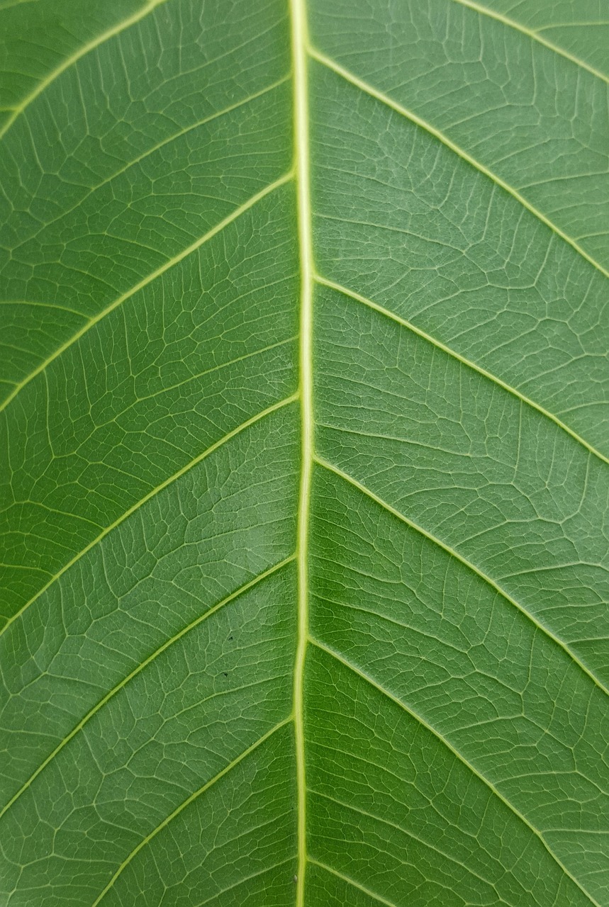 Feuille Plantes Botanique - Photo gratuite sur Pixabay - Pixabay