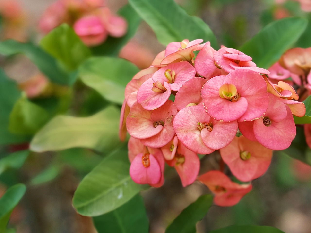 90+ Free Mahkota Tanaman Duri & Nature Images - Pixabay