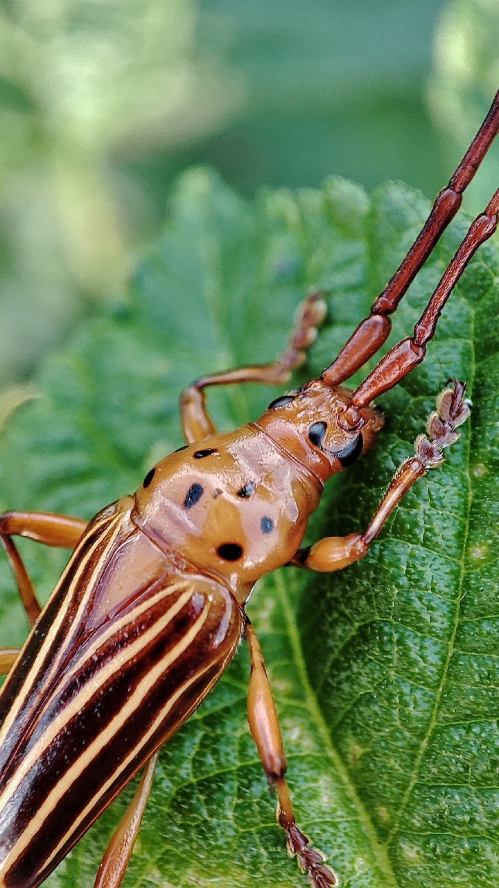 Longhorn Beetle Insect Leaf - Free photo on Pixabay - Pixabay