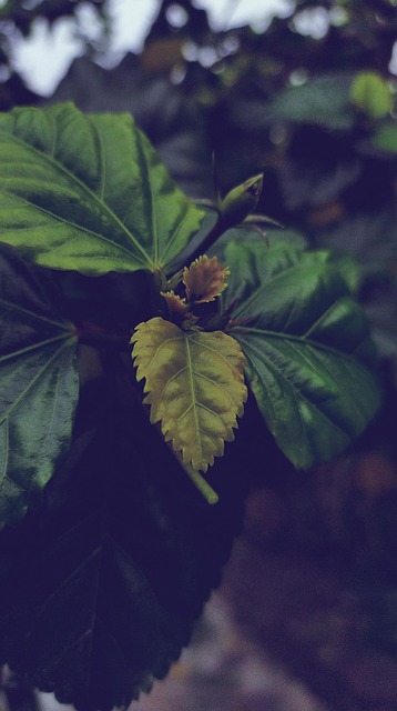 Kuncup Daun Daun-Daun Dedaunan - Foto gratis di Pixabay - Pixabay
