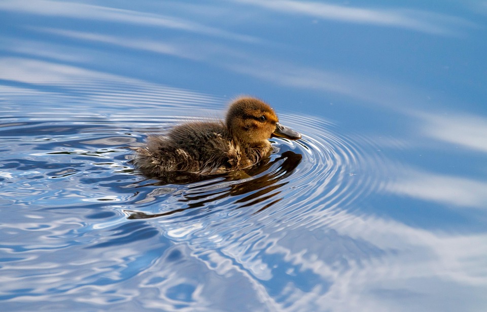 Caneton Lac Canard - Photo gratuite sur Pixabay