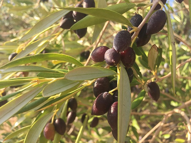 Olives Olive Tree Nature Close - Free photo on Pixabay - Pixabay