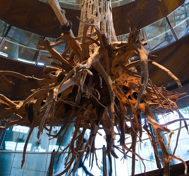 Cosmocaixa Barcelona Fossil - Free photo on Pixabay - Pixabay