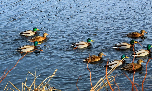 Enten Stockenten Vögel - Kostenloses Foto auf Pixabay - Pixabay