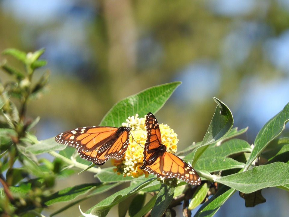 Monarchfalter Schmetterling Natur - Kostenloses Foto auf Pixabay - Pixabay