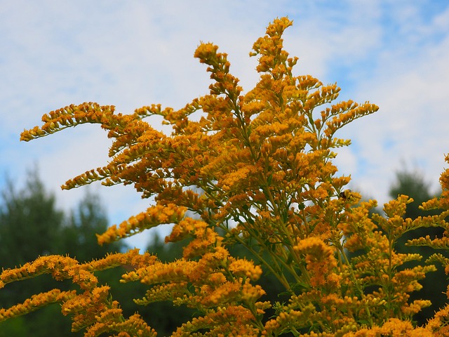 Giant Goldenrod Nature - Free photo on Pixabay