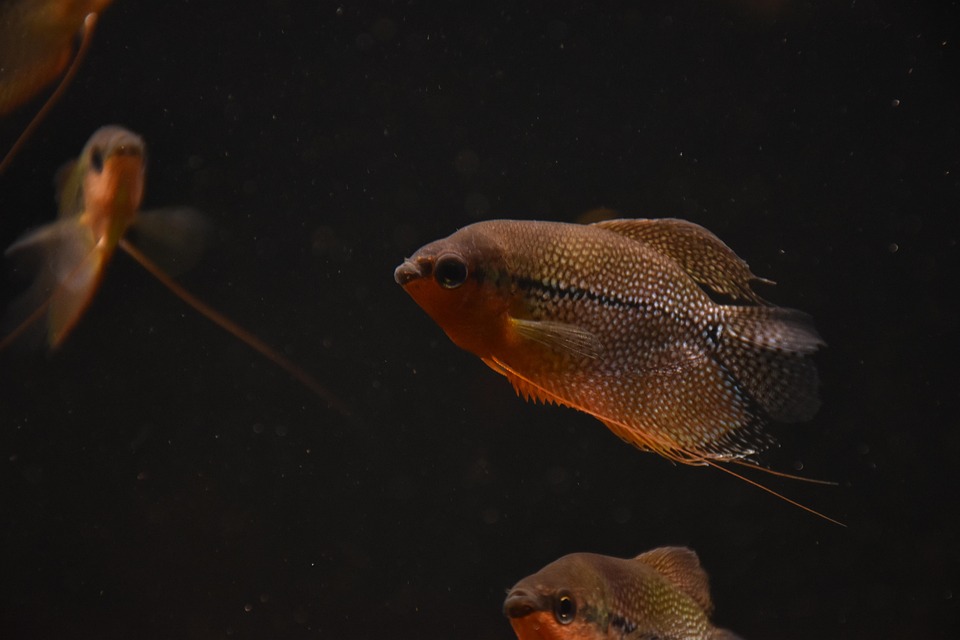 Pearl Gourami Fish Underwater - Free photo on Pixabay - Pixabay