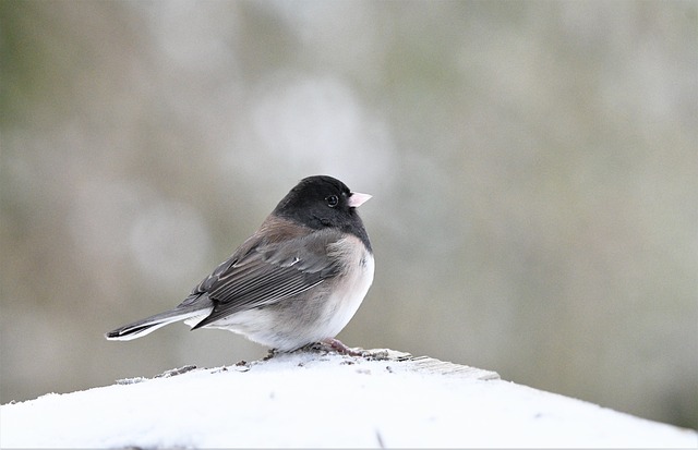Bird Junco Dark-Eyed - Free photo on Pixabay