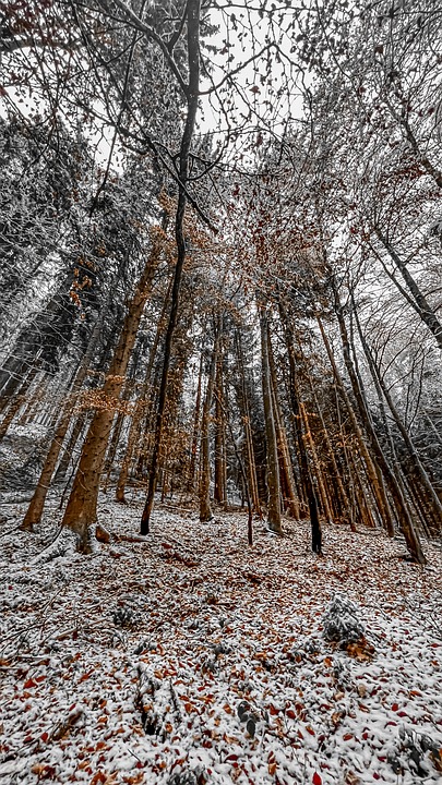 Winter Schnee Wald - Kostenloses Foto auf Pixabay - Pixabay