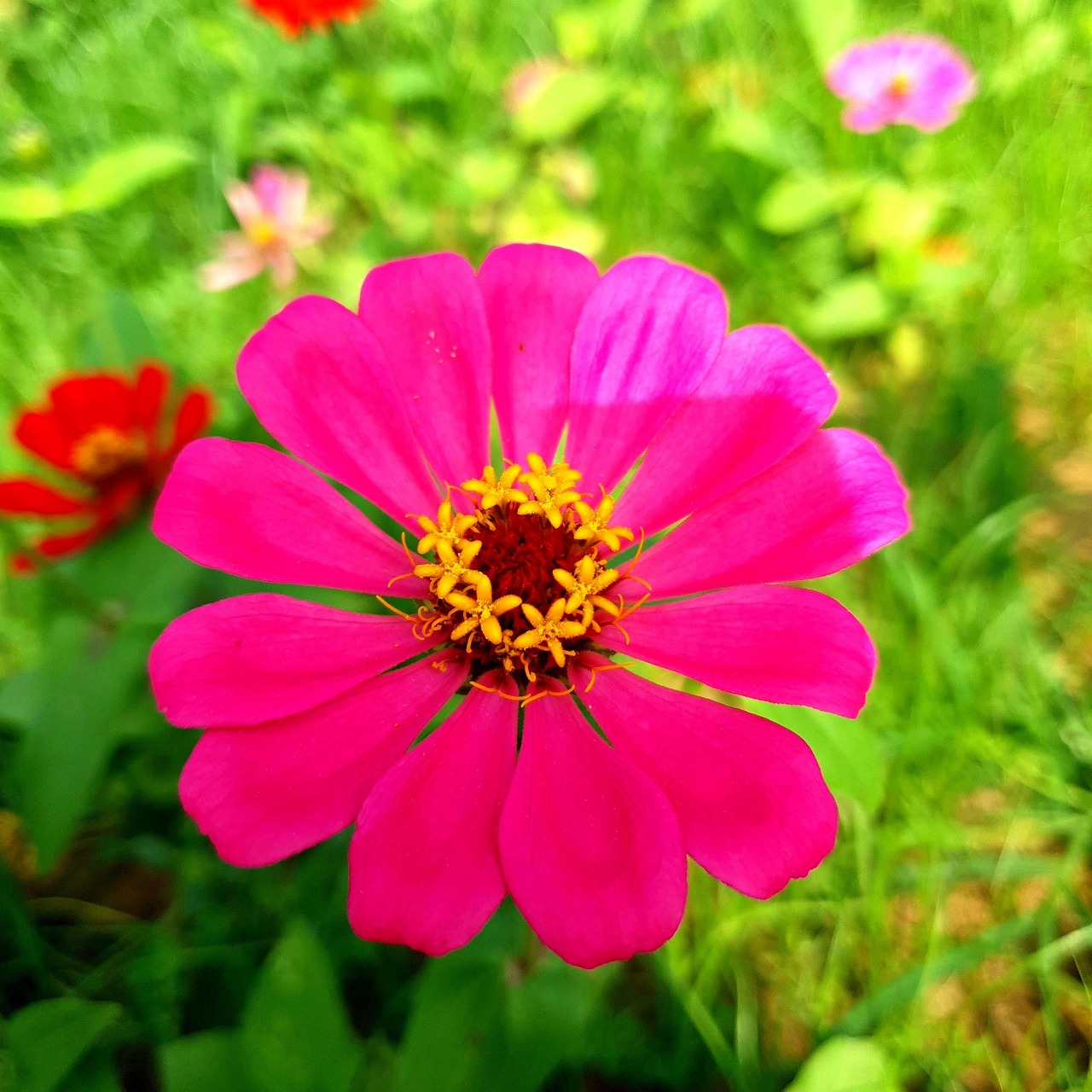 Zinnie Blume Pinke - Kostenloses Foto auf Pixabay - Pixabay