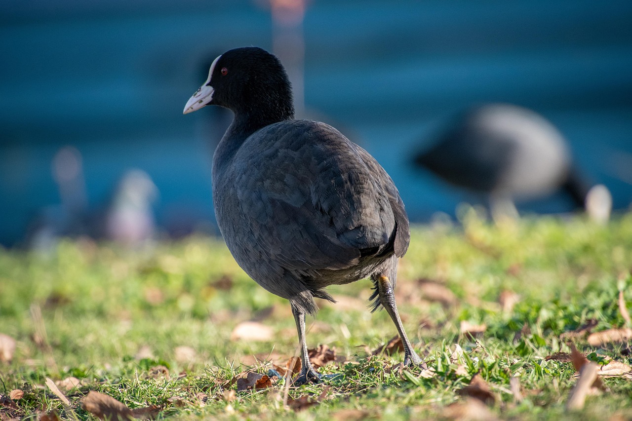 Bird Ornithology Eurasian Coot - Free photo on Pixabay - Pixabay