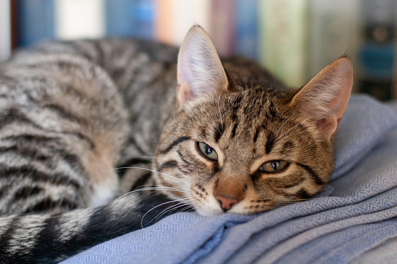 Animal Gato Felino - Foto gratuita no Pixabay - Pixabay