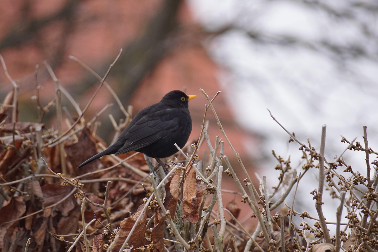 Bird Common Blackbird Ornithology - Free photo on Pixabay - Pixabay