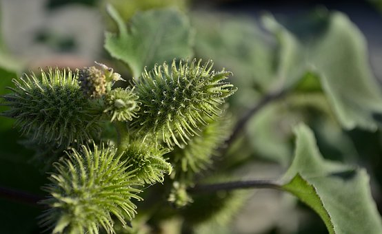 6+ Free Cocklebur & Plant Photos