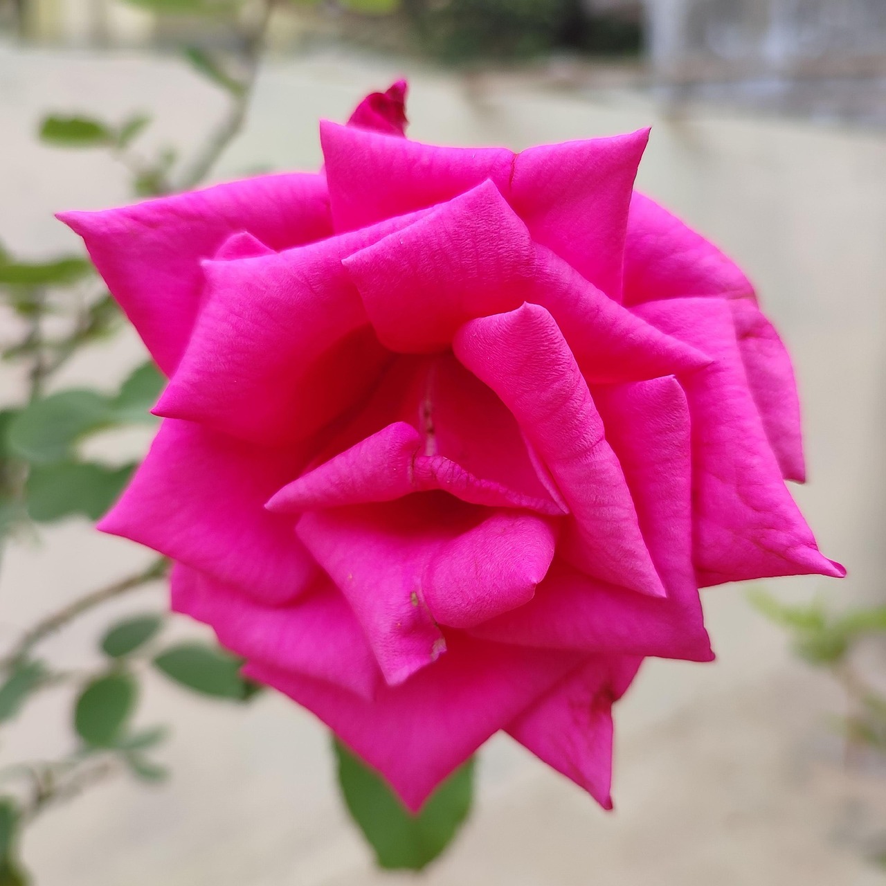 Fleur Rose Bloom - Photo gratuite sur Pixabay - Pixabay