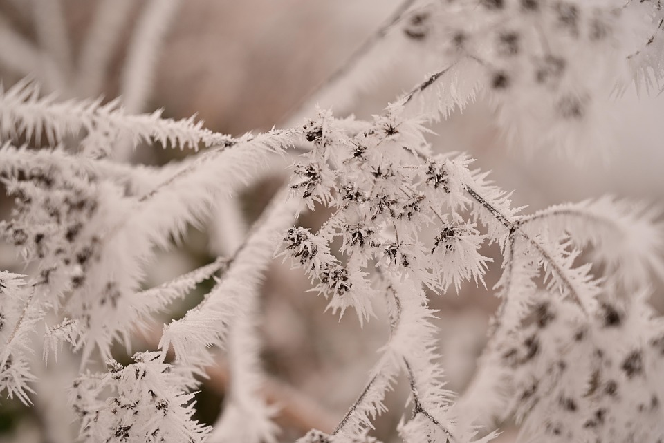 Hoarfrost Winter Wallpaper - Free photo on Pixabay