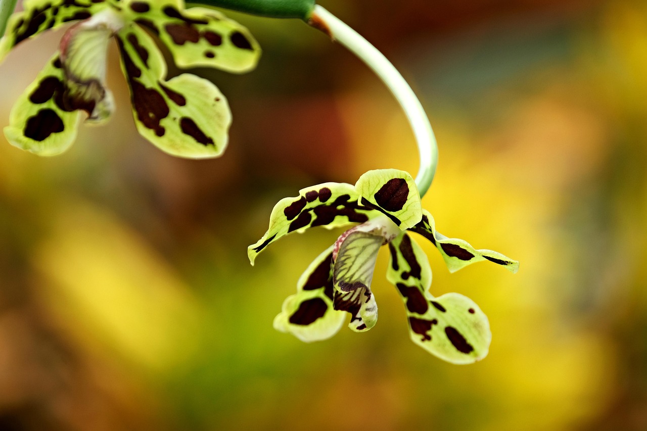 Orchidée Fleurs Plantes - Photo gratuite sur Pixabay - Pixabay