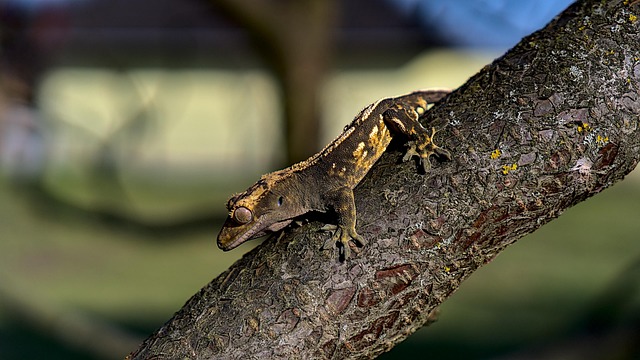 Lizard Reptile Scaly - Free photo on Pixabay