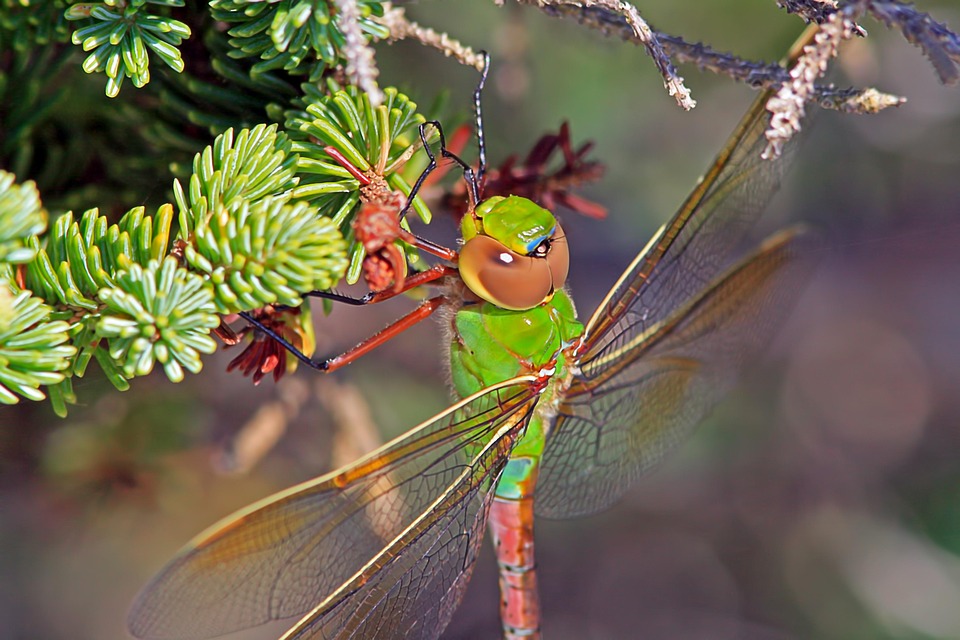 Dragonfly Insect Macro - Free photo on Pixabay - Pixabay