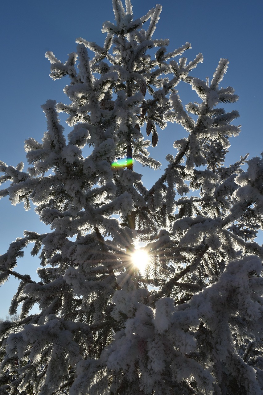 Spruce Christmas Tree Winter - Free photo on Pixabay - Pixabay
