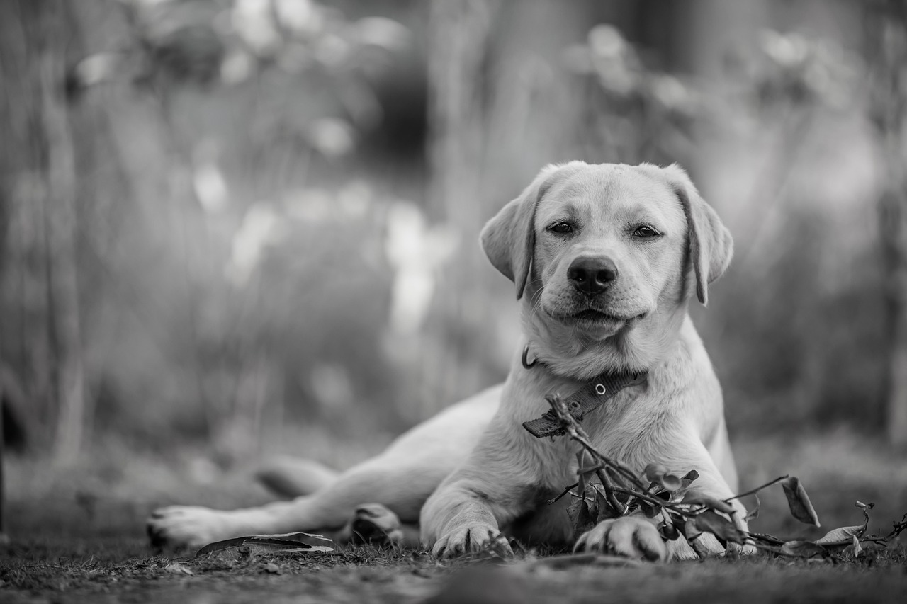 Dog Pet Canine - Free photo on Pixabay - Pixabay