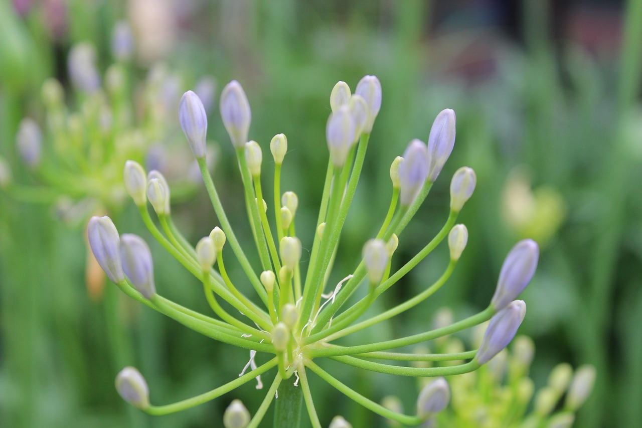 Bunga Agapanthus Bloom - Foto gratis di Pixabay - Pixabay