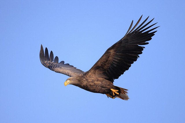 Aigle Oiseau En Volant - Photo gratuite sur Pixabay - Pixabay