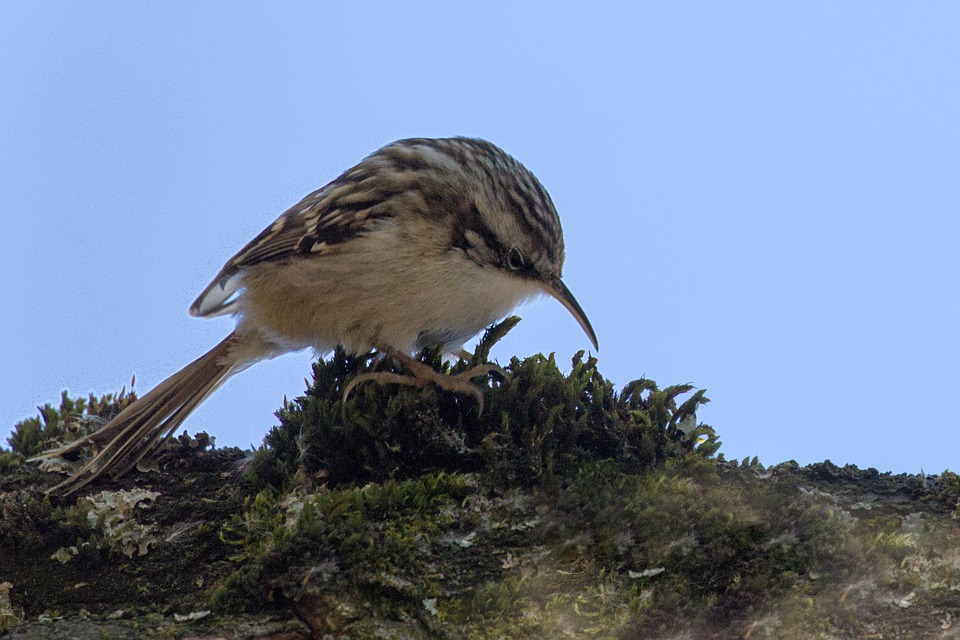 Bird Treecreeper Ornithology - Free photo on Pixabay - Pixabay