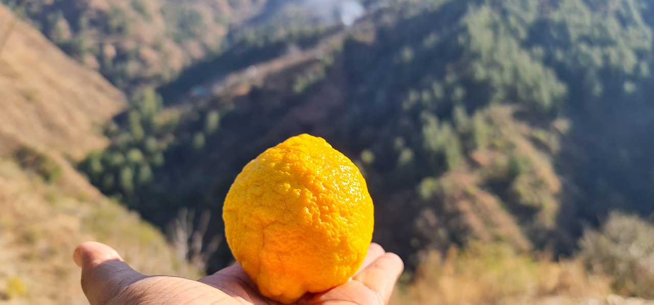 Fruta Agrios Naranja - Foto gratis en Pixabay - Pixabay