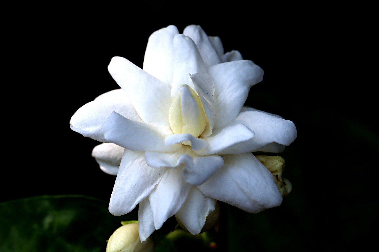 Jasmine Flower Plant White - Free photo on Pixabay