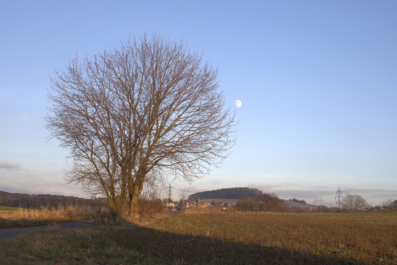 Blue Sky Moon Tree - Free photo on Pixabay - Pixabay