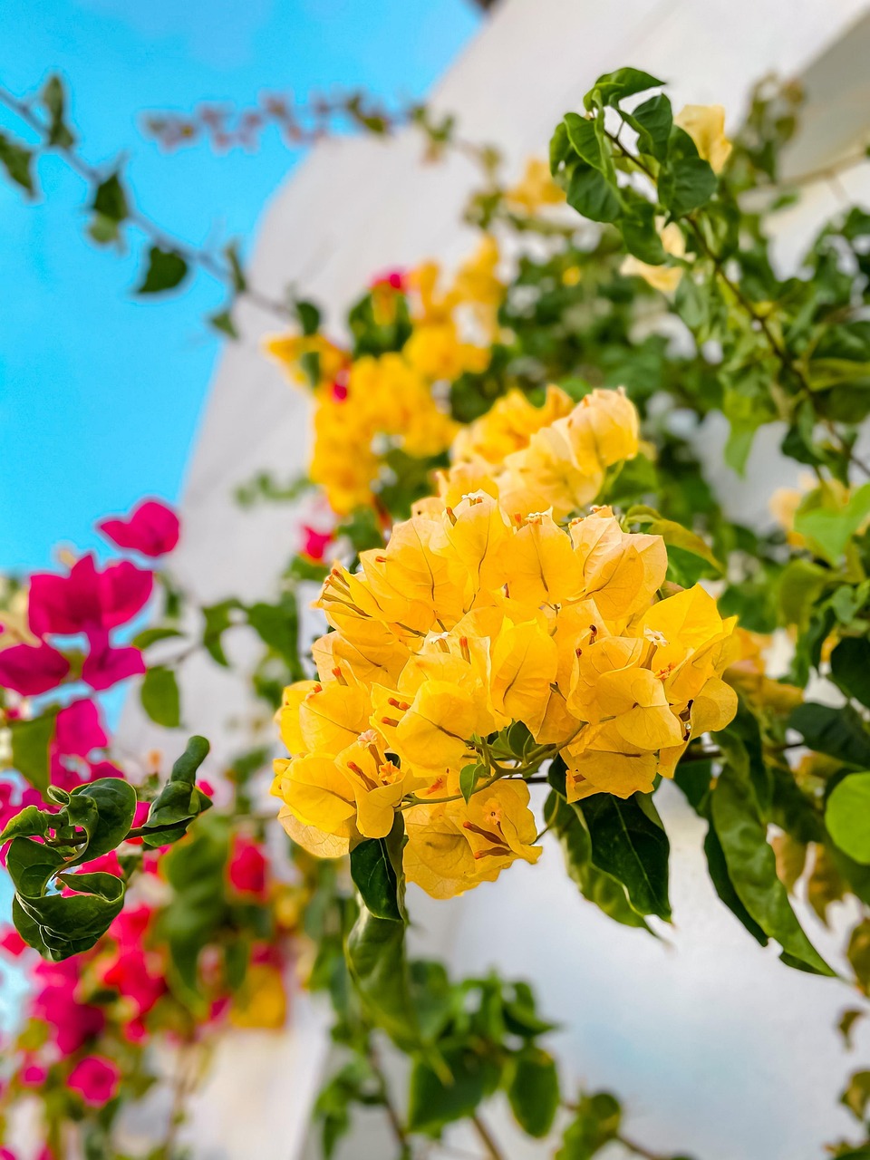 Bougainvilleas Flowers Yellow - Free photo on Pixabay - Pixabay