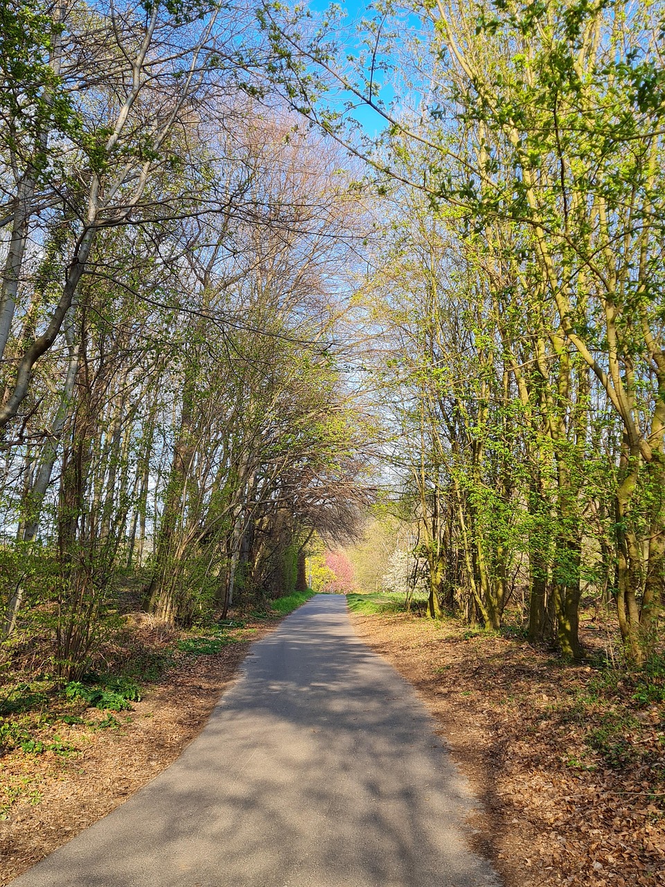 Le Printemps La Nature Des Arbres - Photo gratuite sur Pixabay - Pixabay
