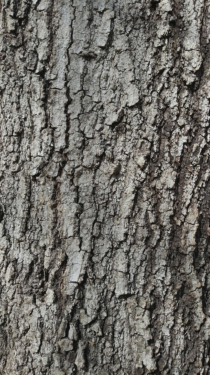 1,000+ Free Tree Bark Texture & Texture Images - Pixabay
