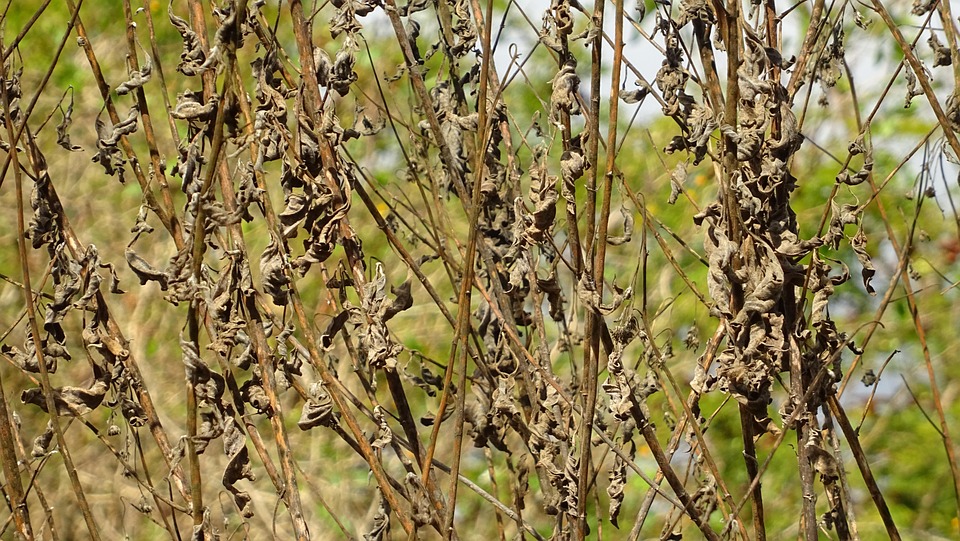 Leaves Dried Plant - Free photo on Pixabay