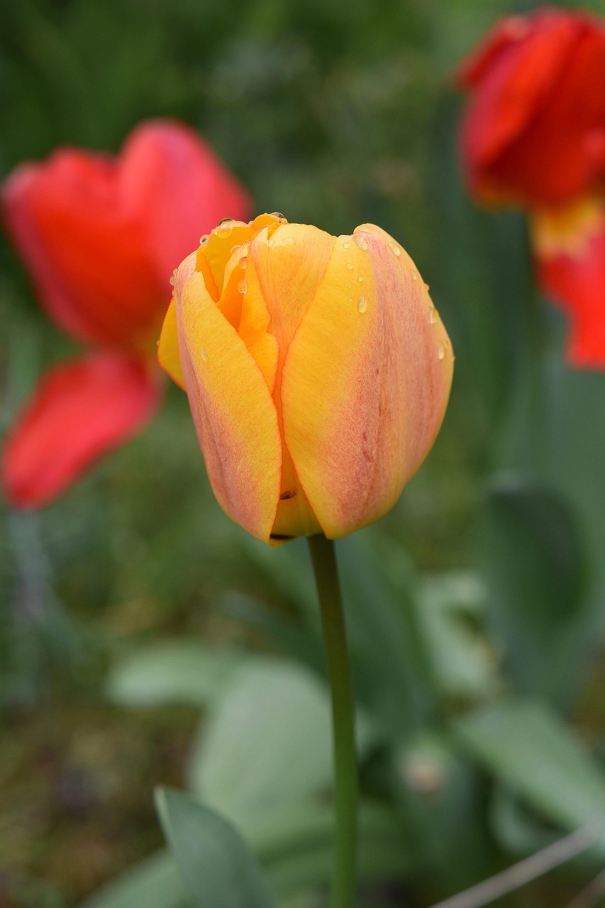 Bunga Tulp Alam - Foto gratis di Pixabay - Pixabay