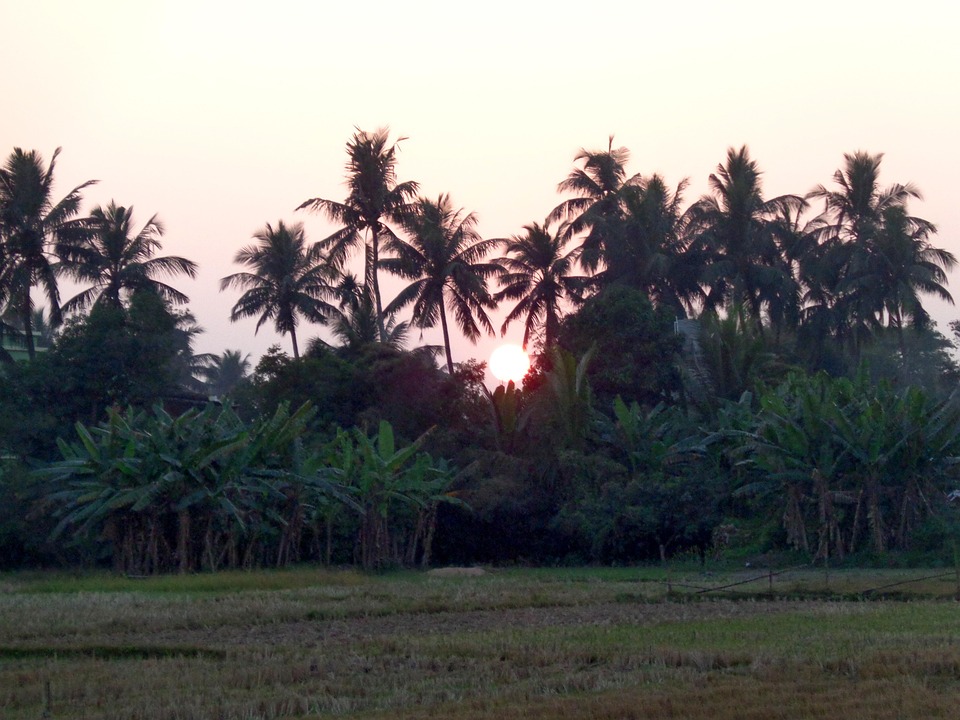 Beautiful Nature Coconut Tree - Free photo on Pixabay - Pixabay