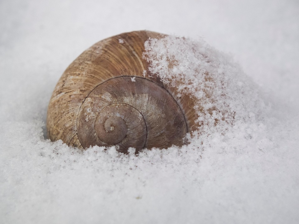 カタツムリ 冬 雪 - Pixabayの無料写真 - Pixabay
