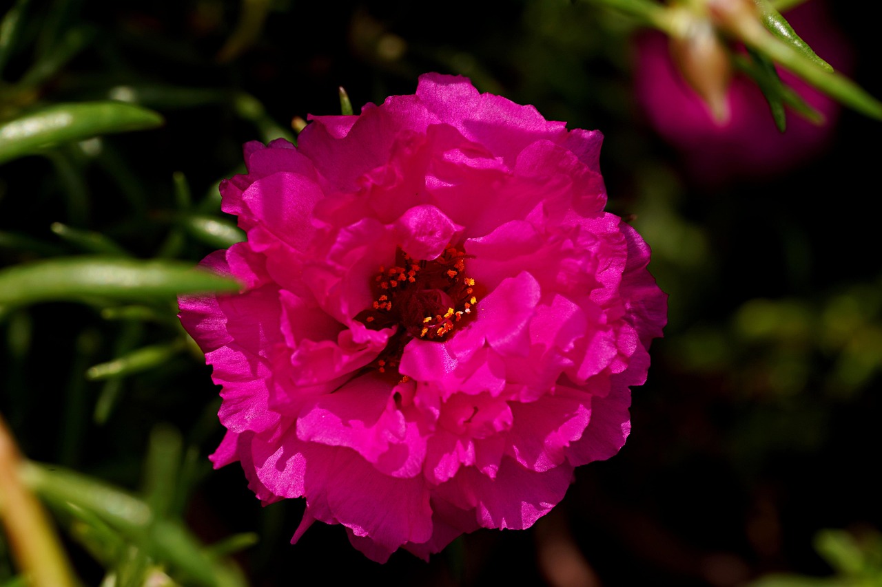 80+ Free Purslane & Nature Images - Pixabay
