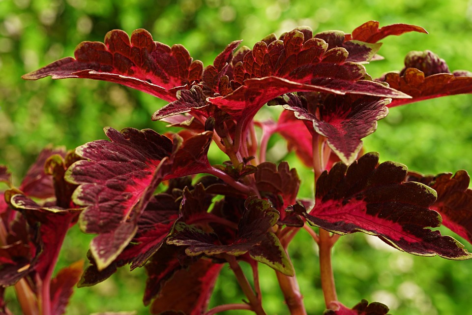 Red Leaves Plants Flora - Free photo on Pixabay - Pixabay