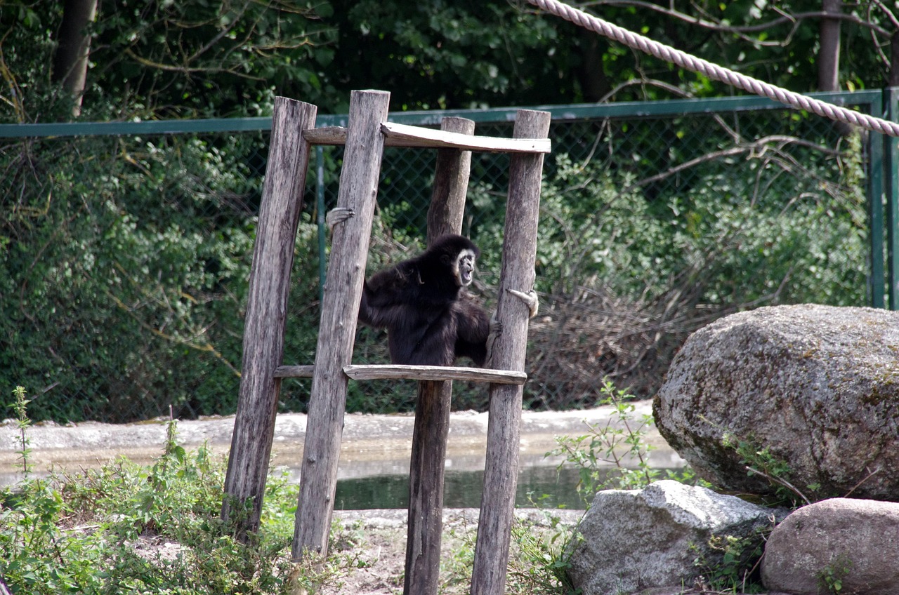 Parc Du Serengeti Singe Primate - Photo gratuite sur Pixabay - Pixabay