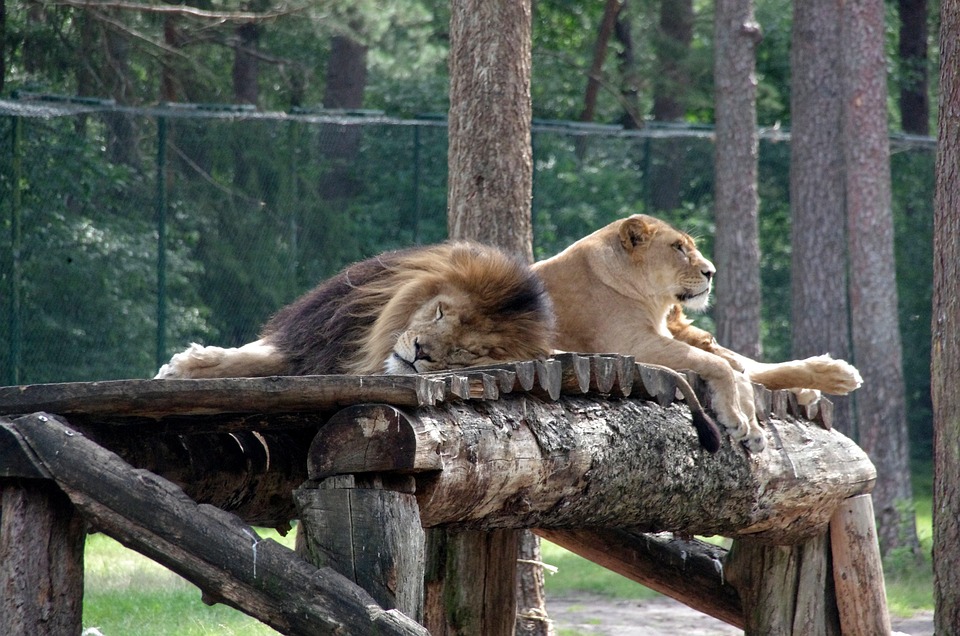 Serengeti-Park Löwen Hodenhagen - Kostenloses Foto auf Pixabay