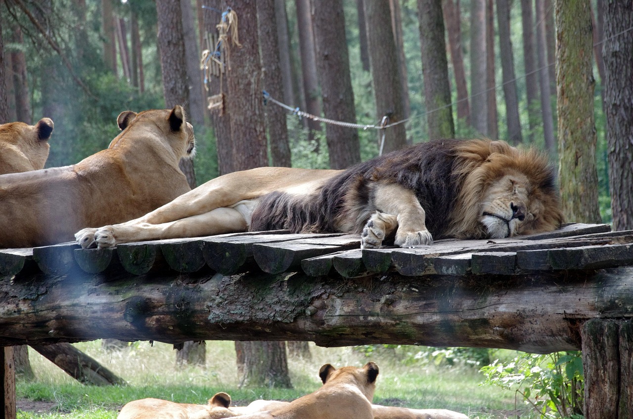 Parque Serengeti Leões Hodenhagen - Foto gratuita no Pixabay - Pixabay