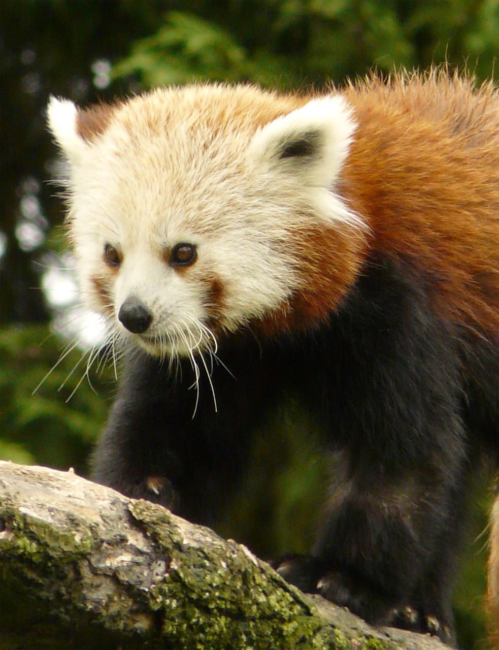 Panda Vermelho Animal Animais - Foto gratuita no Pixabay - Pixabay