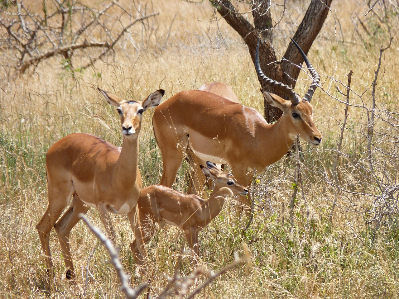Antílope África - Foto gratuita no Pixabay - Pixabay