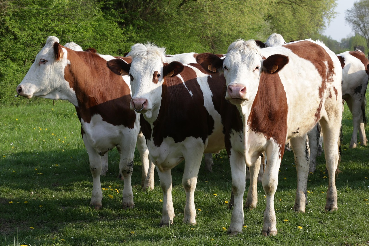 Cows Cattles Livestock - Free photo on Pixabay