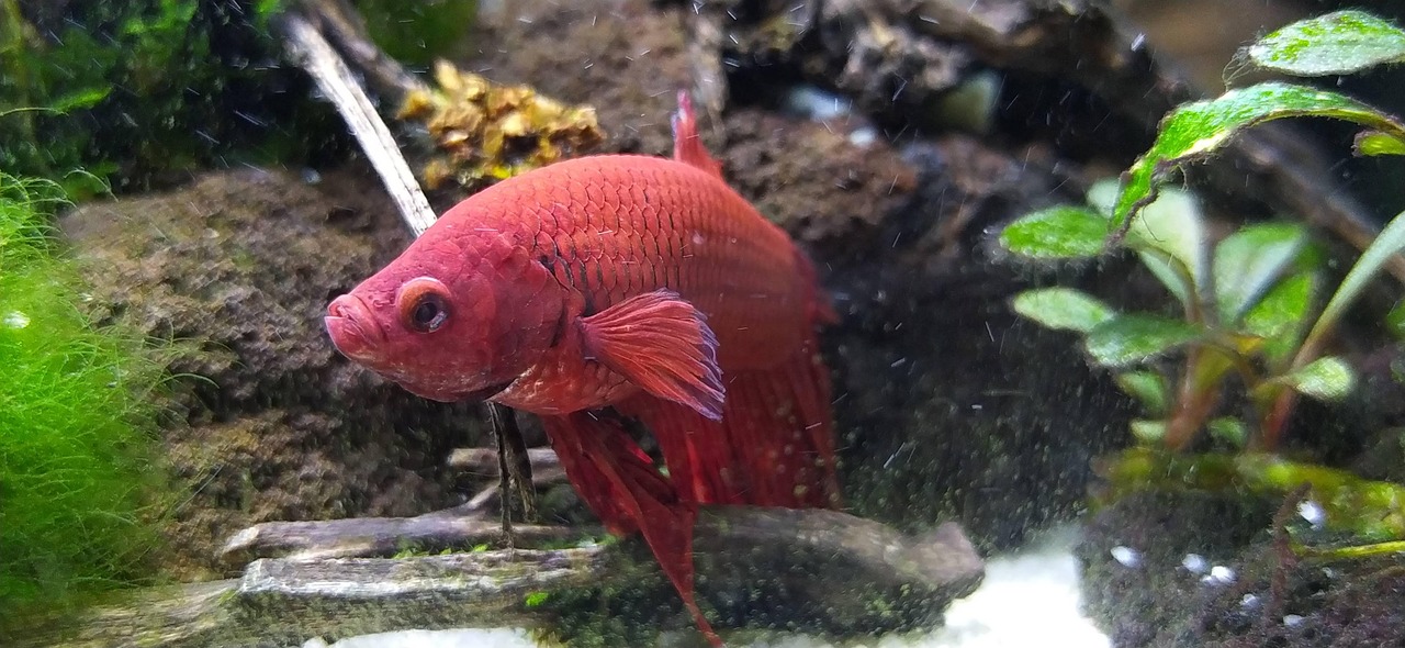 Fish Underwater Animal - Free photo on Pixabay - Pixabay