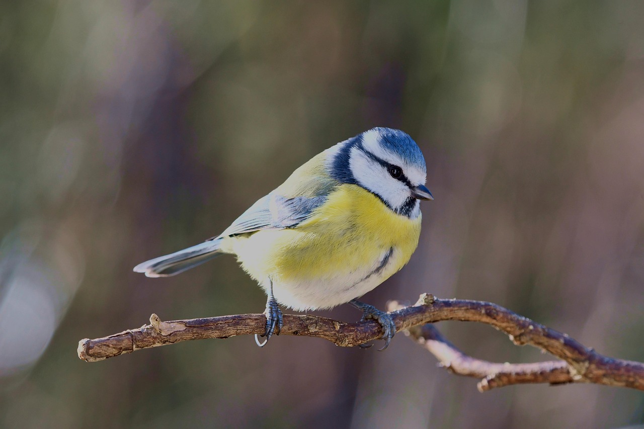 Blue Tit Bird Forest - Free photo on Pixabay - Pixabay