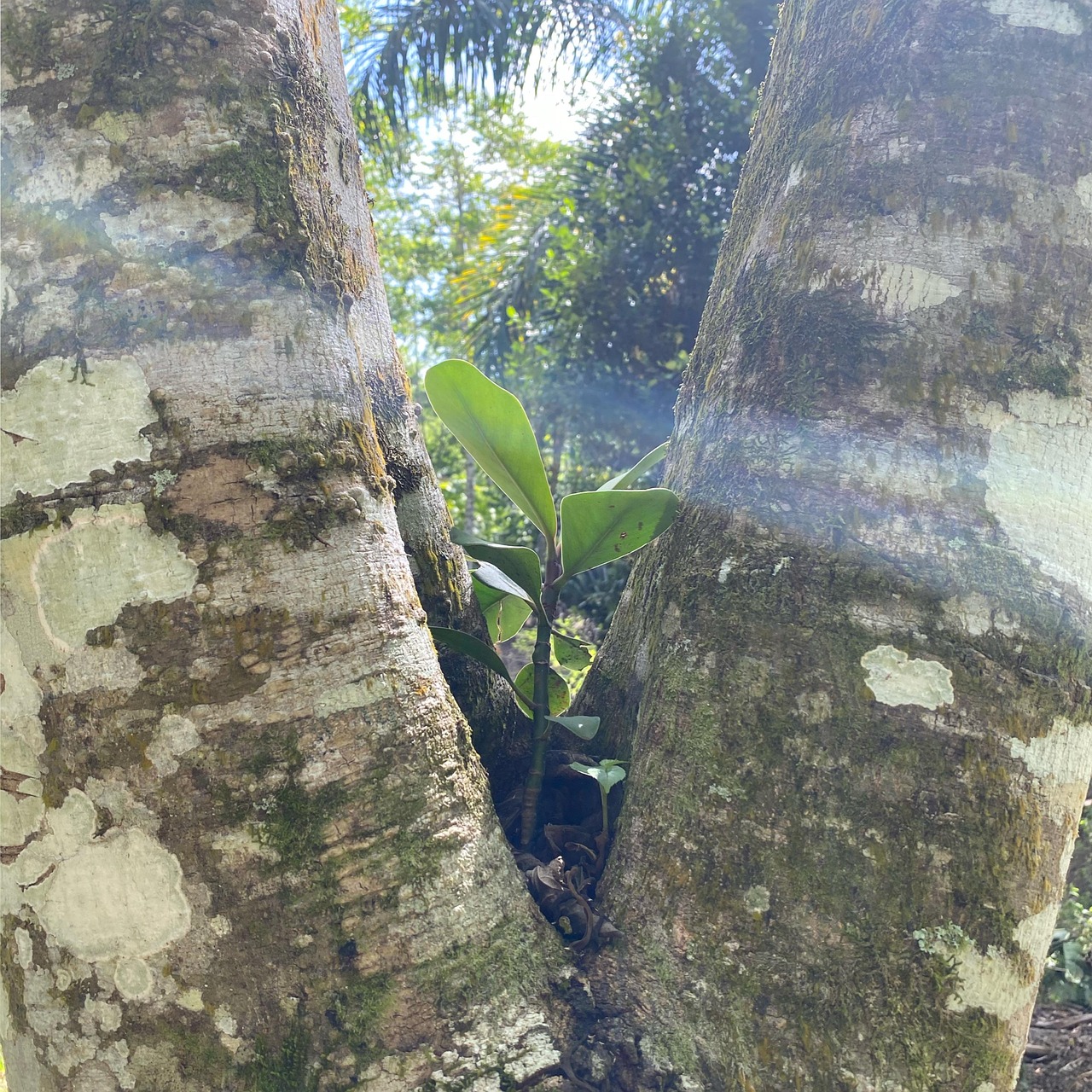 Nature Tree Grow - Free photo on Pixabay - Pixabay